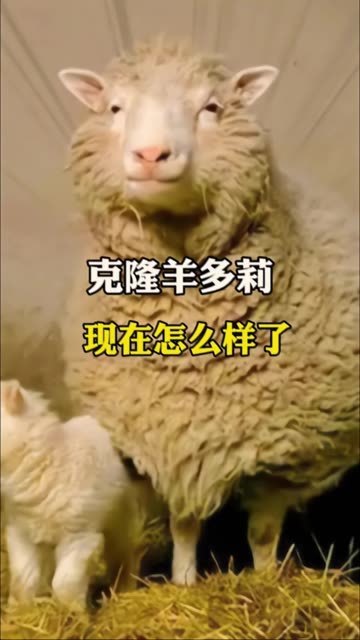 当年第一只"克隆羊"多莉,到底有多惨