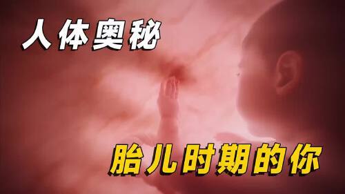 从单个细胞到生命之旅,了解胎儿在妈妈肚子里的发育过程