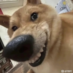 Wa1k486 