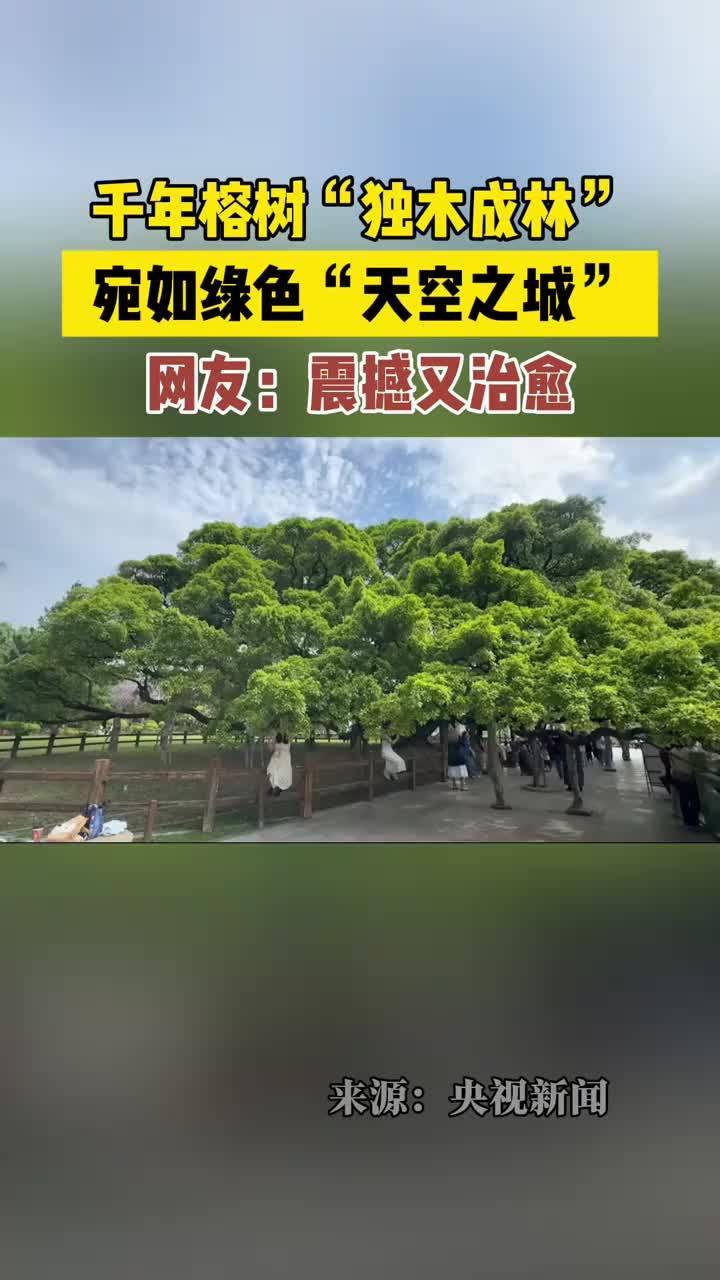 千年榕树“独木成林”,宛如绿色“天空之城”