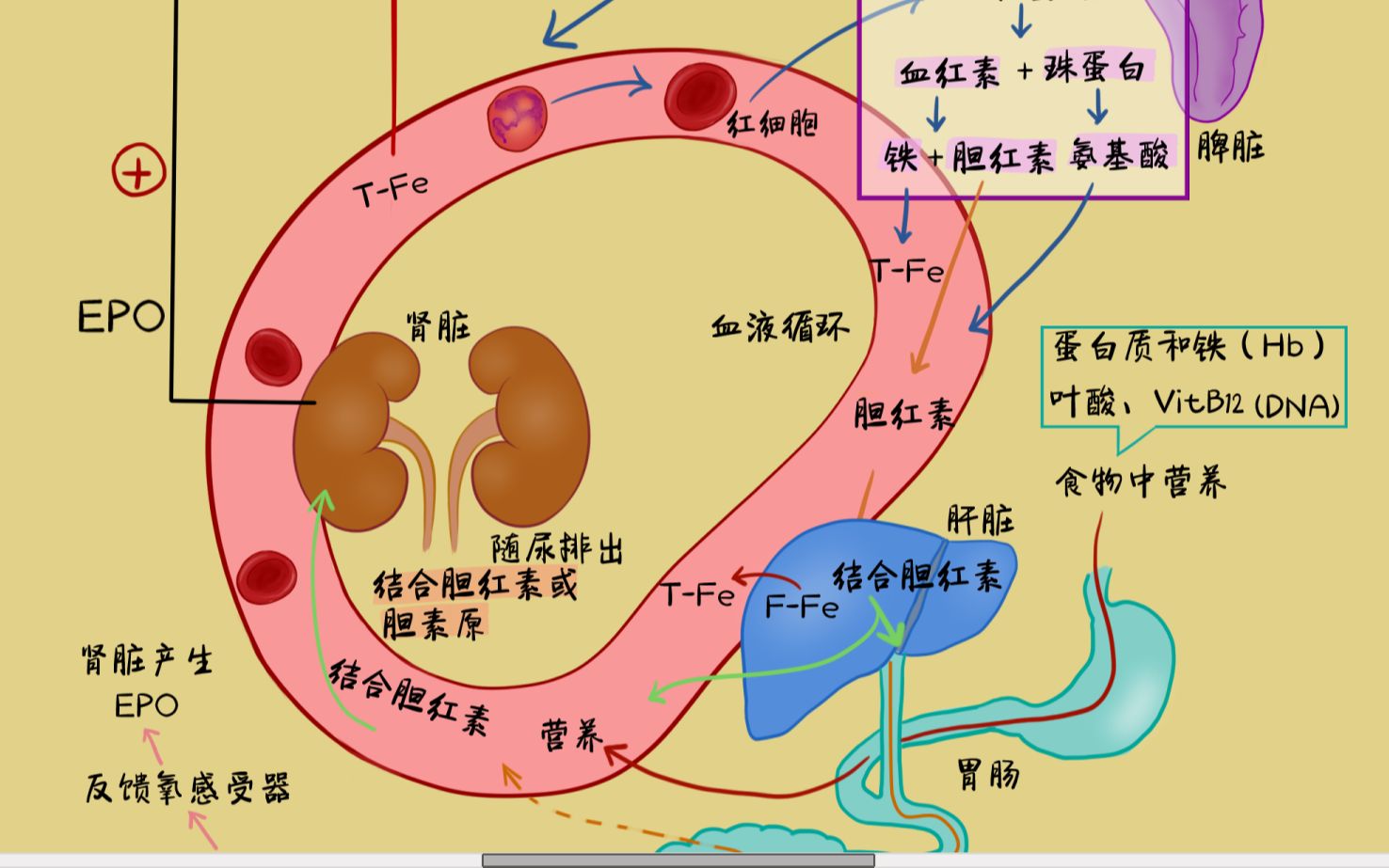 医学生动画笔记 生理学 红细胞的生成和调节