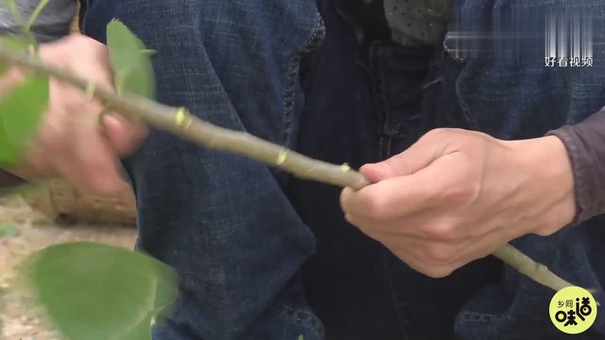 农村树皮原来还有这么大用处,你这样用过吗