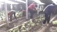 番茄种植技术视频教程04