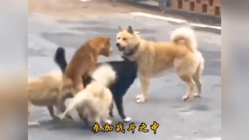 斗狗120次撕咬不休!狗毛如雪纷飞,为何不逃?