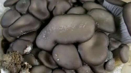 等了七天七夜,终于等到合适的机会,蘑菇生长过程见过吗?