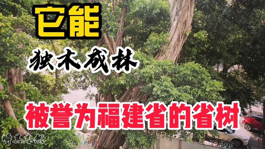 被誉为福建省的省树。这个树种能“独木成林”!扦插成活带回家
