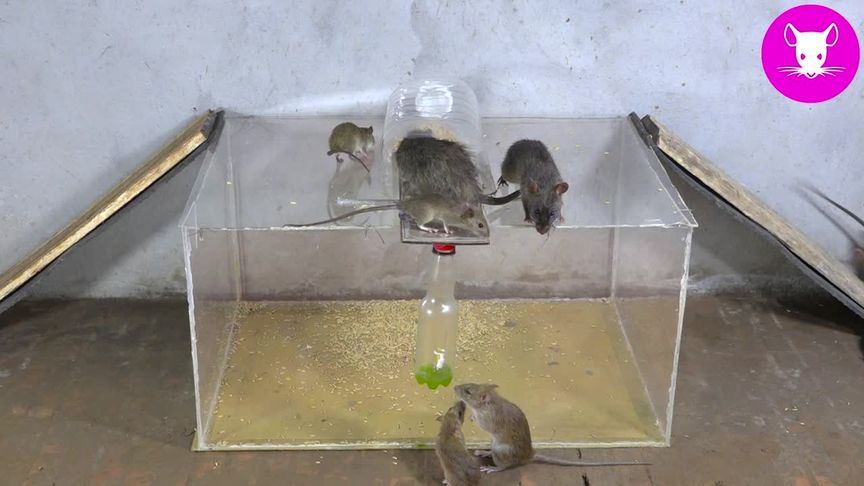 老头子自制的自动捕鼠器,大热天的,大老鼠教小老鼠也不容易