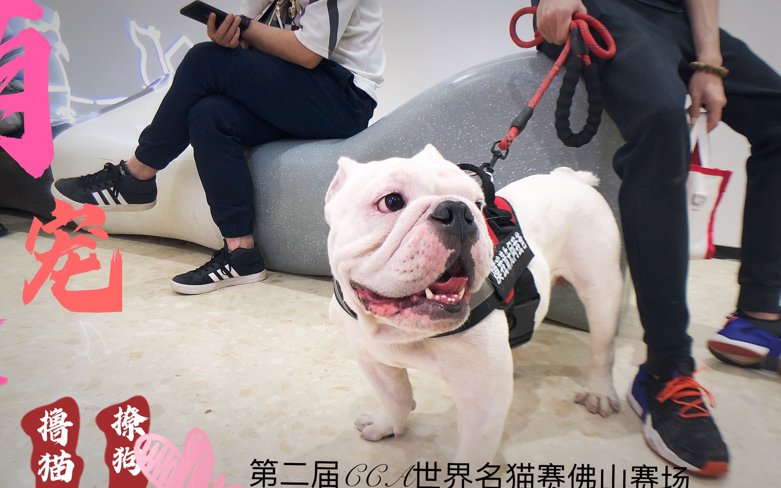 布偶猫豹猫各种名猫来袭,铲屎官们看过来!20多个品种100多只网红...