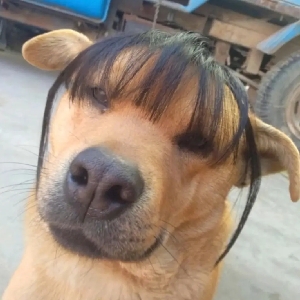 老塞脾 
