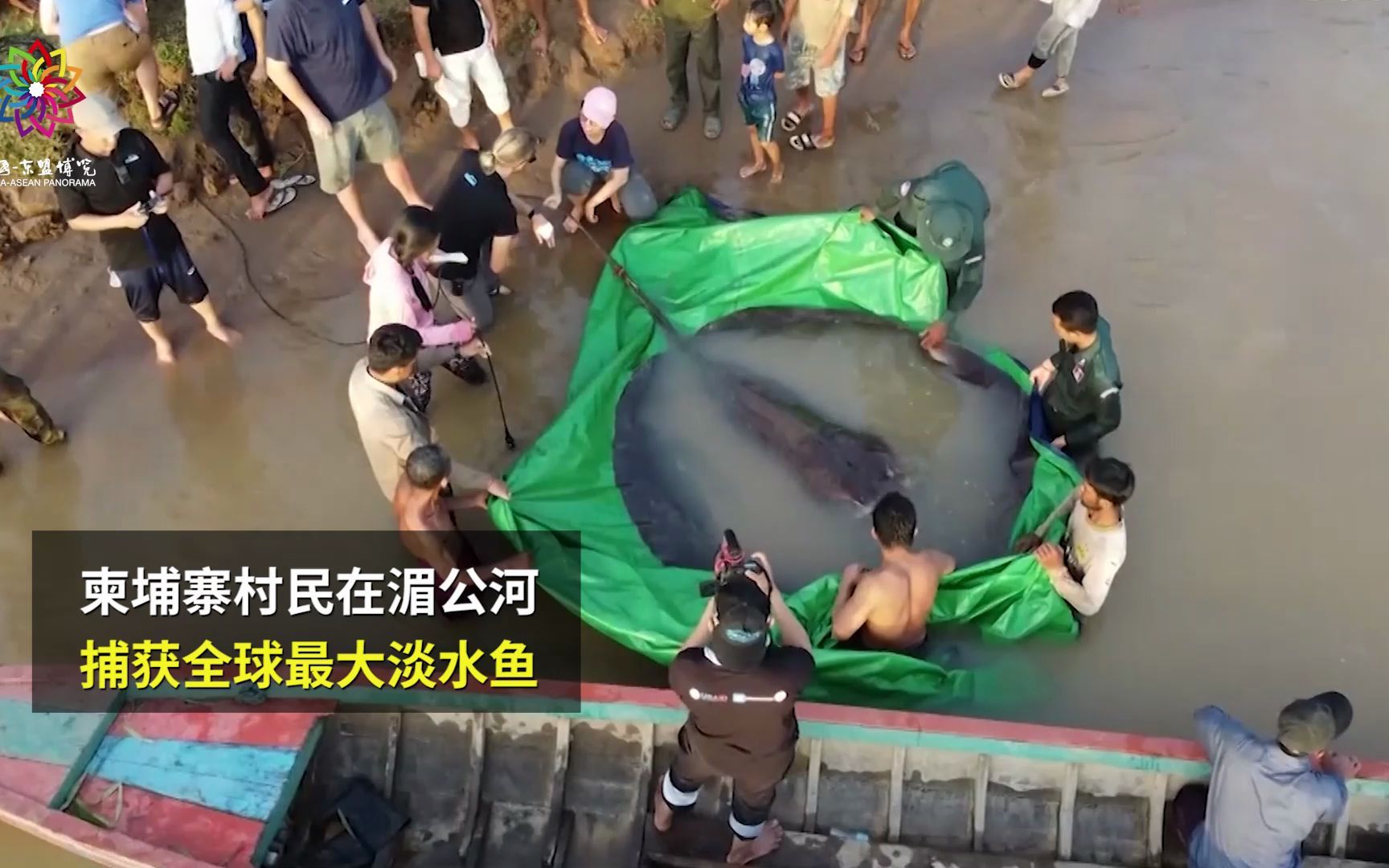 当前全球最大淡水鱼在柬埔寨被捕获!重达300公斤