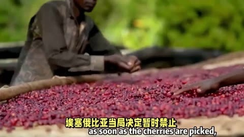 埃塞俄比亚已禁止从该国出口任何形式或数量的咖啡