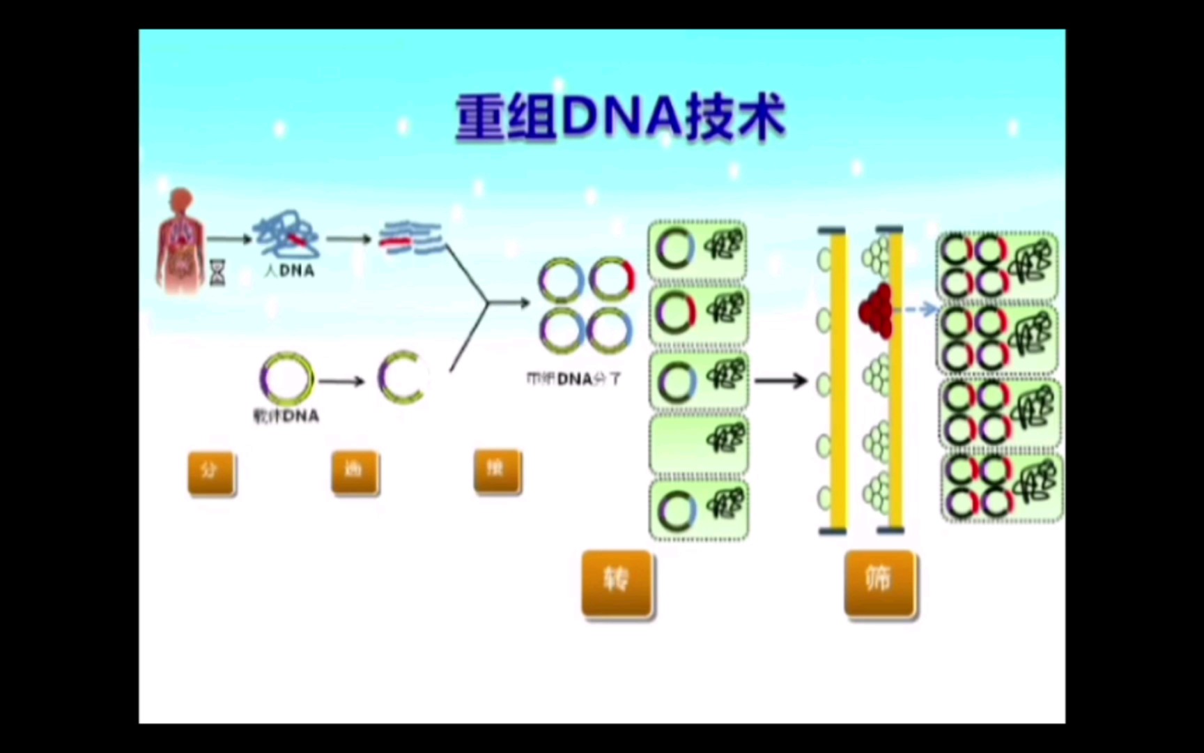 【生物化学与分子生物学】重组DNA技术