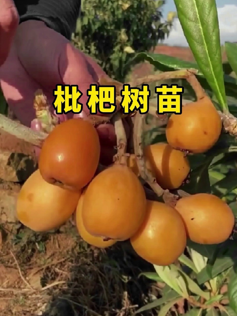 #枇杷树苗 #三农 #家庭种植