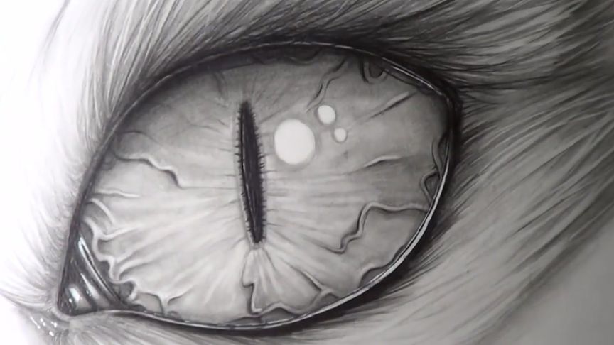 铅笔绘画系列二十五动物面部毛发细节简单素描