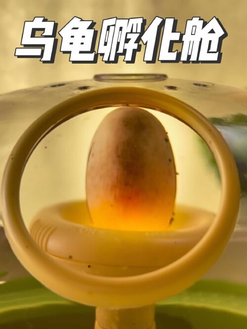 都说乌龟好养活,从一颗蛋开始,一起来孵化饲养小乌龟吧