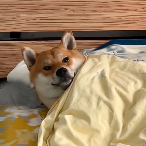 开心快乐的小小谢 