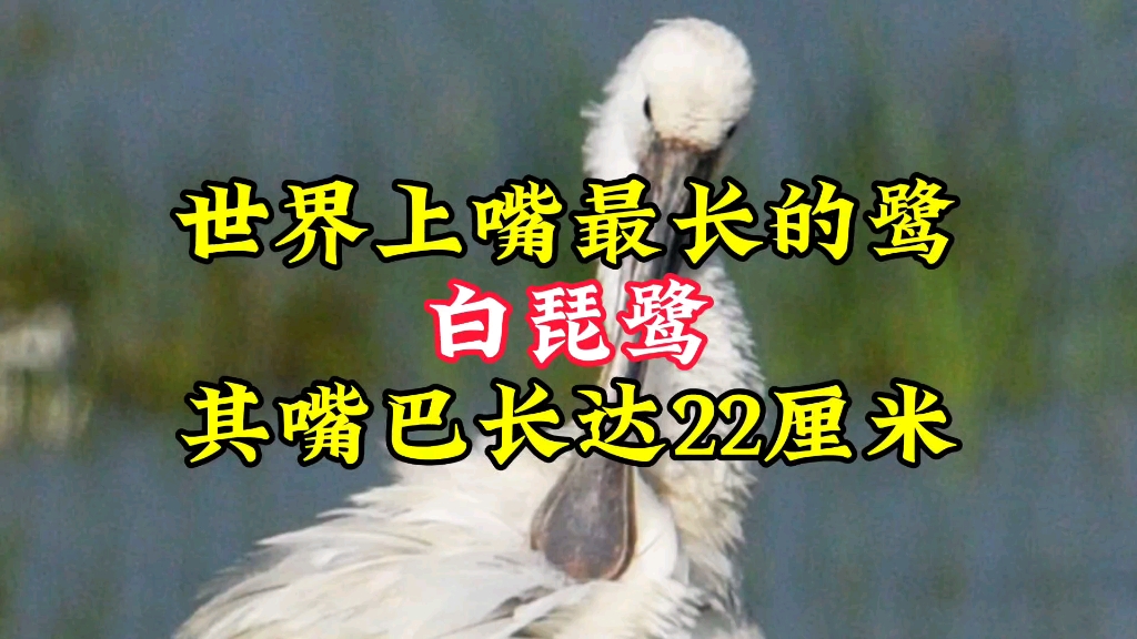白琵鹭是世界上嘴最长的鹭,其嘴巴长达22厘米