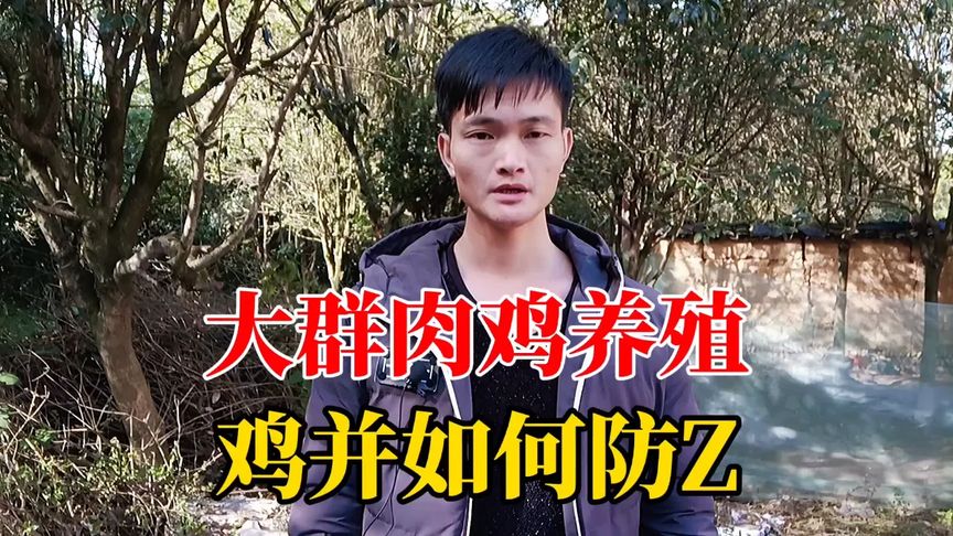 养殖场鸡群怎样饲养管理的呢?养鸡技术做好这几点养鸡很轻松!