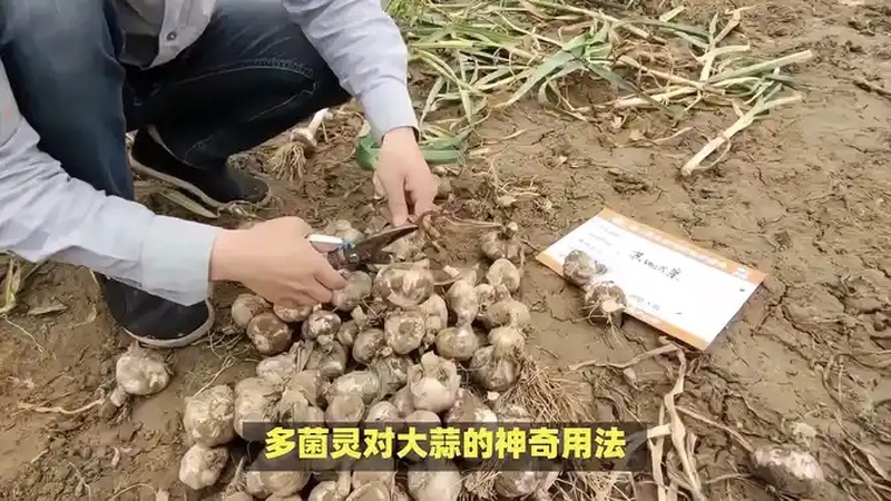 多菌灵对大蒜的神奇用法