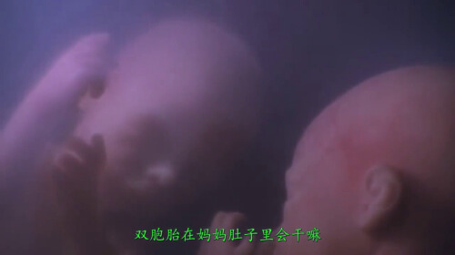双胞胎在妈妈肚子里会干嘛?3D动画演示全过程,下一秒憋住别笑!
