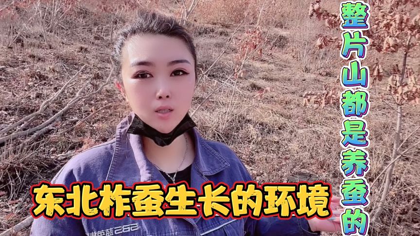 东北柞蚕的生长环境,整片山都是养蚕的