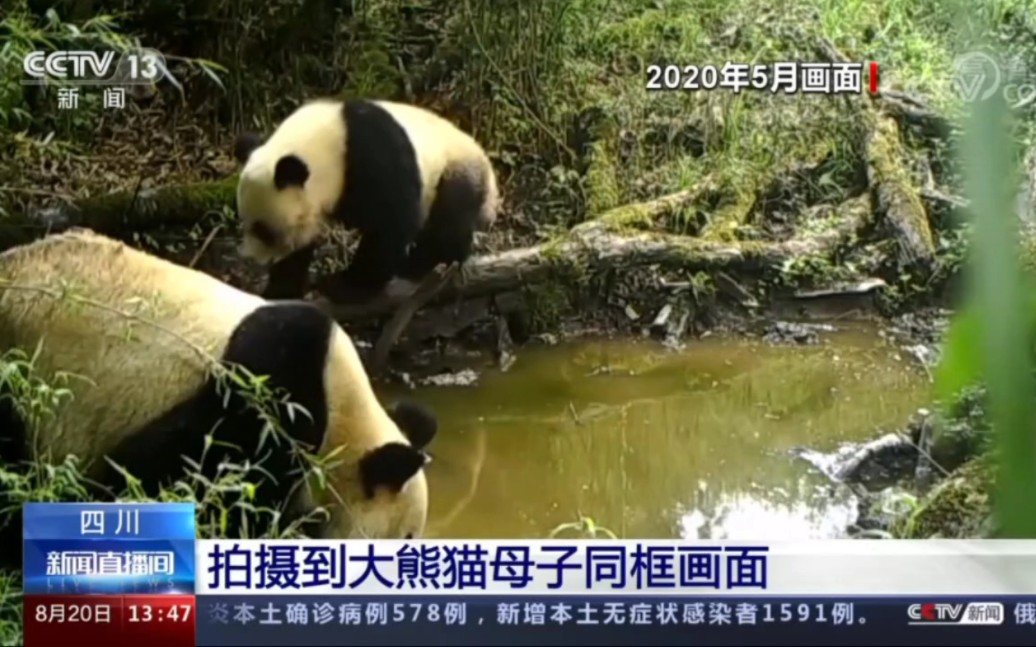 【四川宝兴:野生大熊猫频频出现,被红外相机拍到】按照10年一次野生...