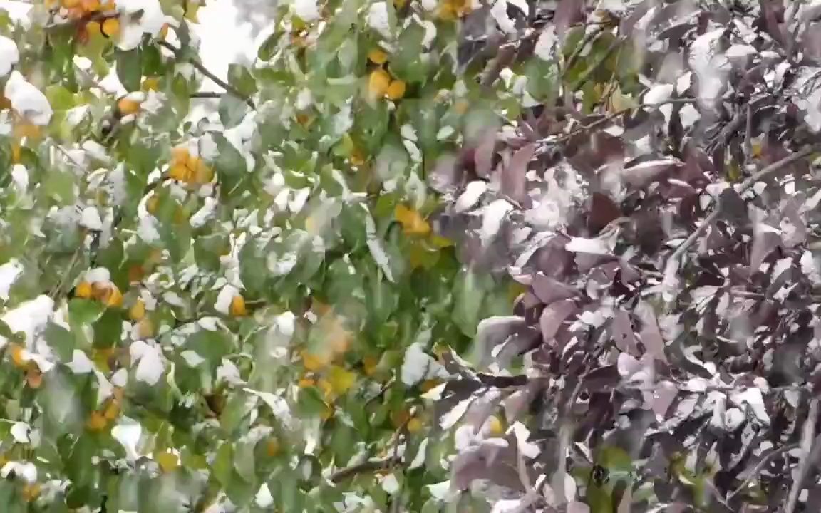 如何录屏别人的直播如何下载别人直播间直播视频自动录制保存下载...