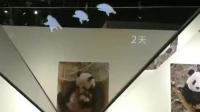 熊猫生长过程-首届国际文化周拍摄