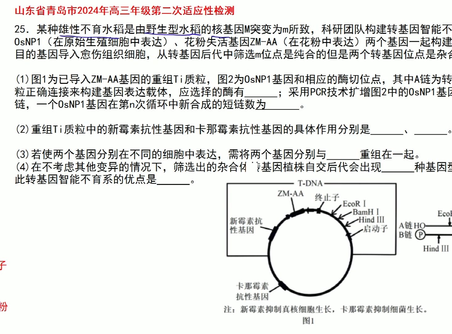 ...青岛二模--引物设计、启动子连接、智能不育系、PCR计算同源重组、