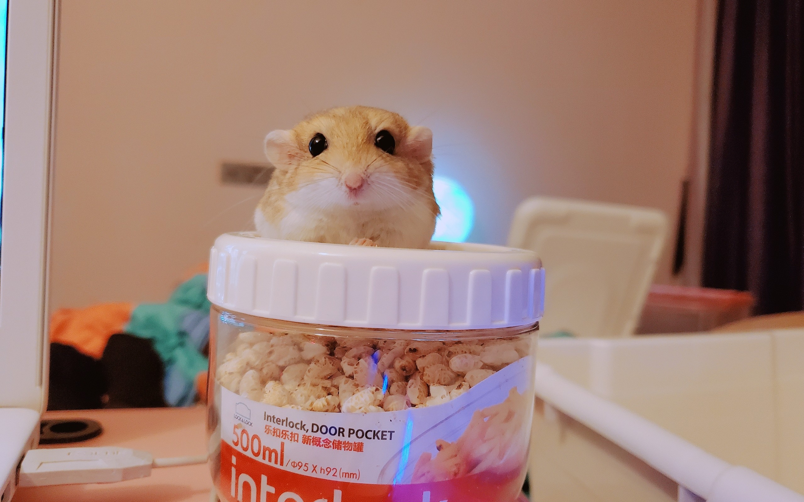 「北非沙鼠」在日常生活中隐藏为桌面摆件的通通~~(*￣︶￣*)