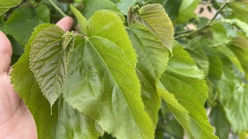 农村常见的桑树叶,其用途与价值可厉害了,可惜知道的人没多少