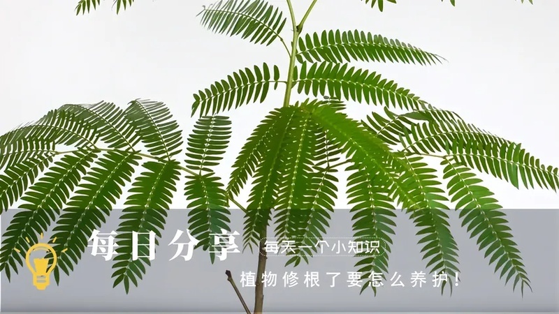 植物修根了要怎么养护!