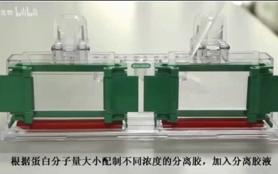 western blot蛋白印迹方法原理实验步骤
