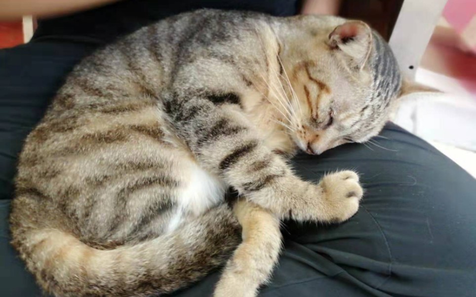 【从未见过如此会撒娇的猫咪】我的膝头住了位小天使,她有毛茸茸的...