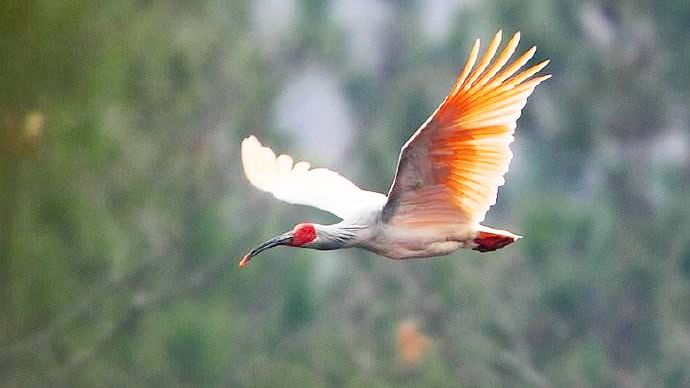 用CAD软件套料排版好了,如何输出共边切割代码的录像(仅7分钟)