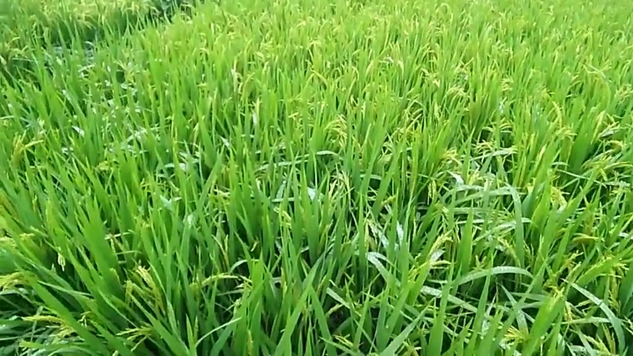 苍耳又叫牛虱子,你们怎么称呼它?小时候摘来玩放头发上好粘