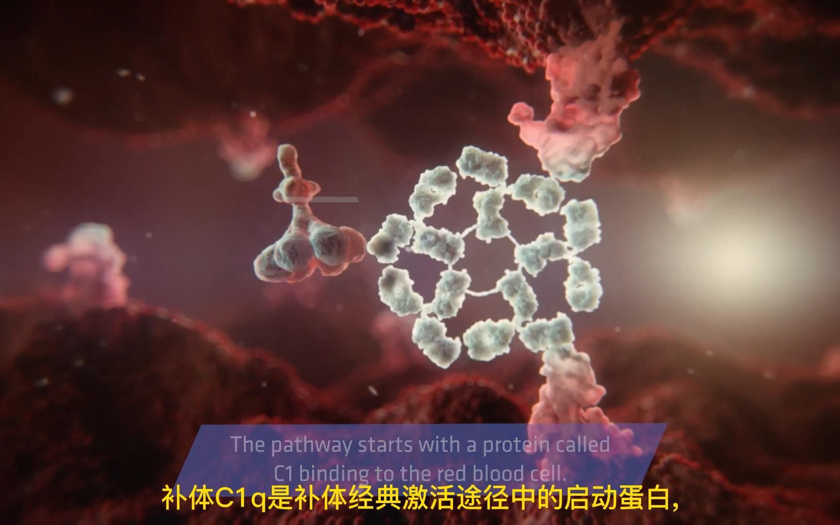 红细胞凝集成团,四肢末端颜色发紫是为啥?——冷凝集素综合征