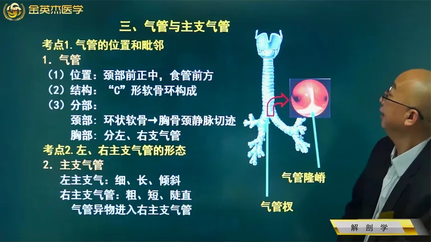 临床解剖学03呼吸系统03气管的位置及分部,主支气管的左右特点
