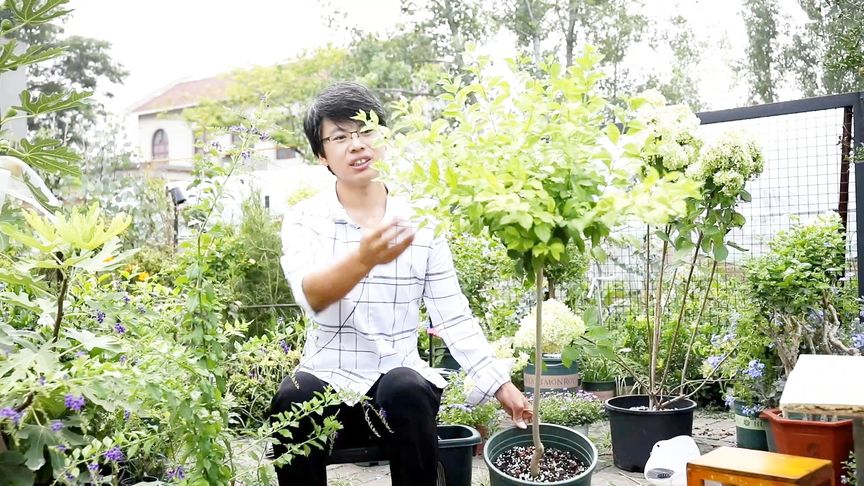 花卉黄叶,各种方法不见效?用这个大招,几天变绿色