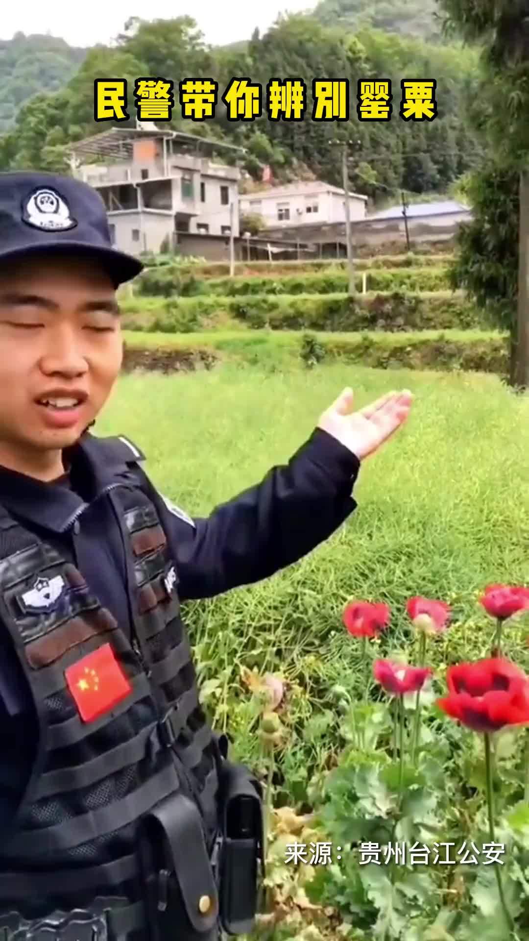民警带你辨别罂粟 #禁毒 #禁毒宣传 #禁毒你我同行
