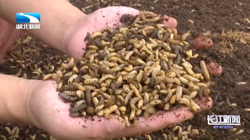 更环保!钟祥养殖“黑水虻” 实现厨余垃圾资源化处理