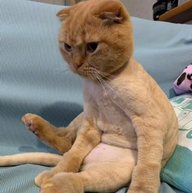 低调点WZ 