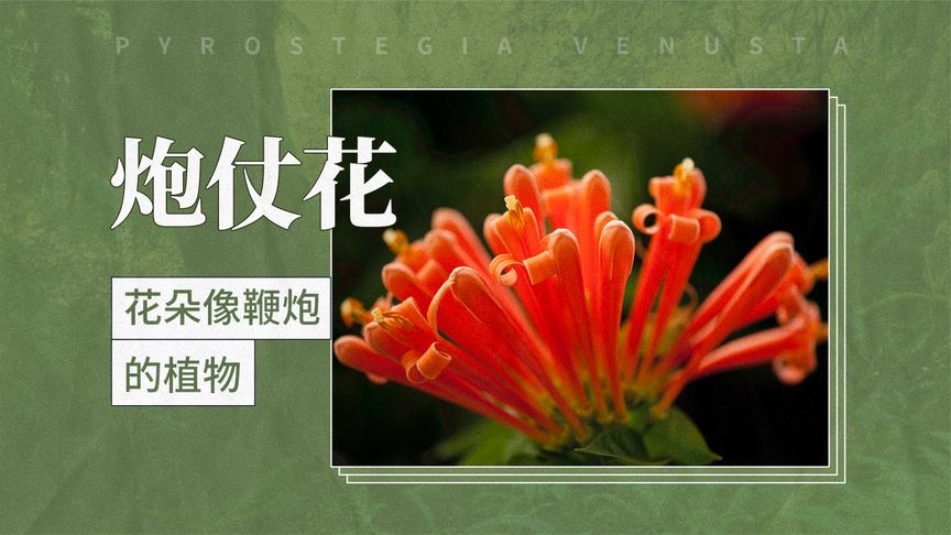炮仗花——花朵像鞭炮的植物