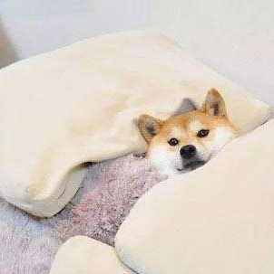 一颗炸炸 