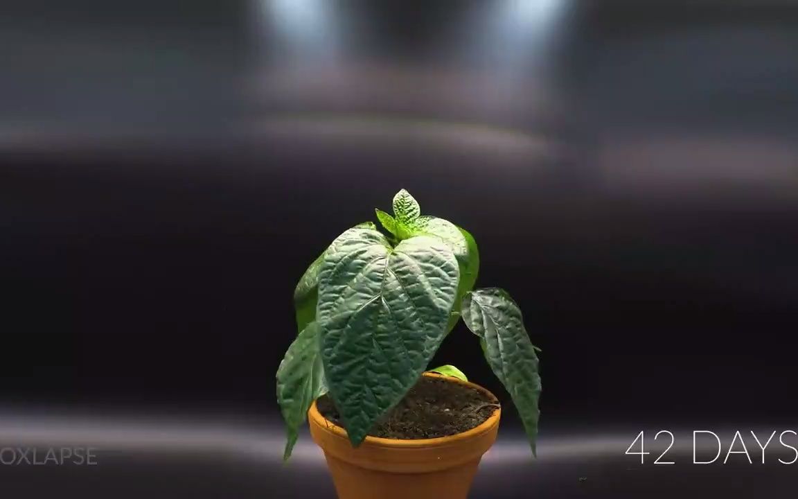 【延时摄影】种植辣椒生长过程