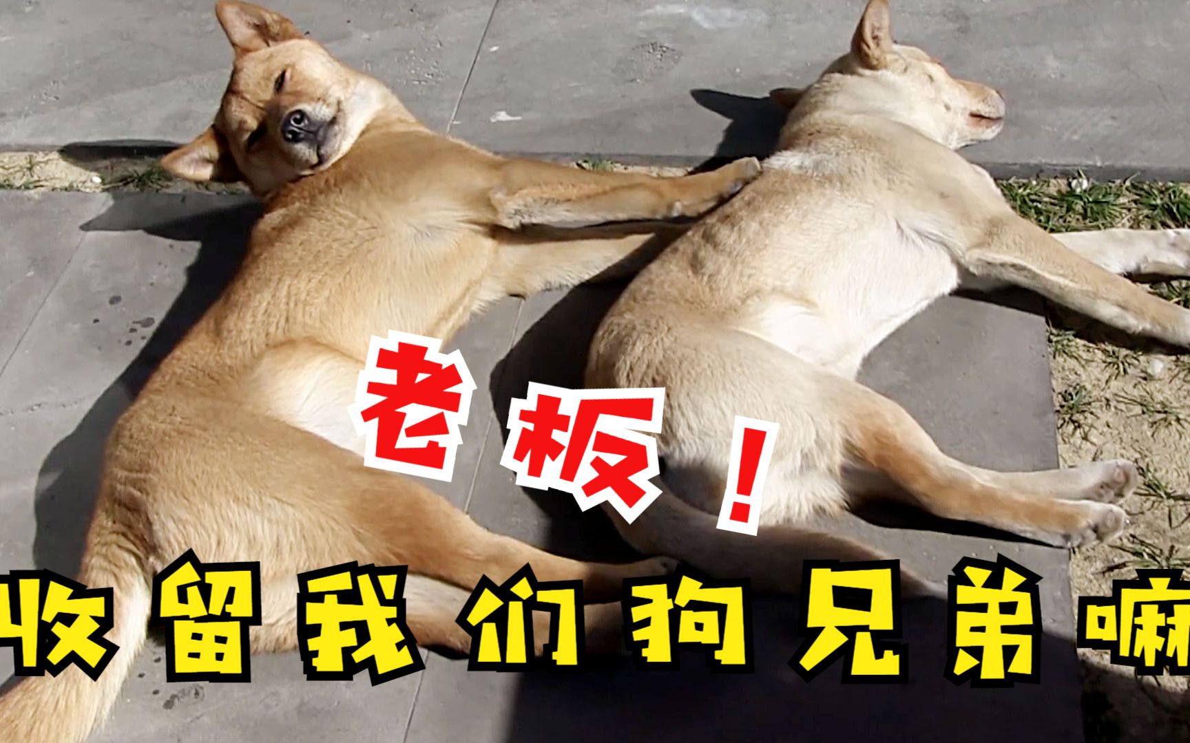 流浪狗不忘披萨店老板的好心,赖上不肯离开,狗子:我们免费帮你看店吧!