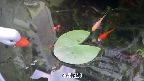 古法养鱼不用氧气泵过滤设备,鱼缸水质清澈见底鱼鲜活