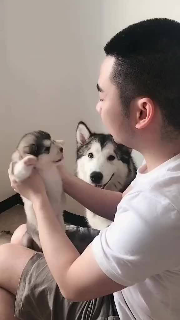 167.狗妈:看,咱们的孩子可爱吧#光合计划 #搞笑图片