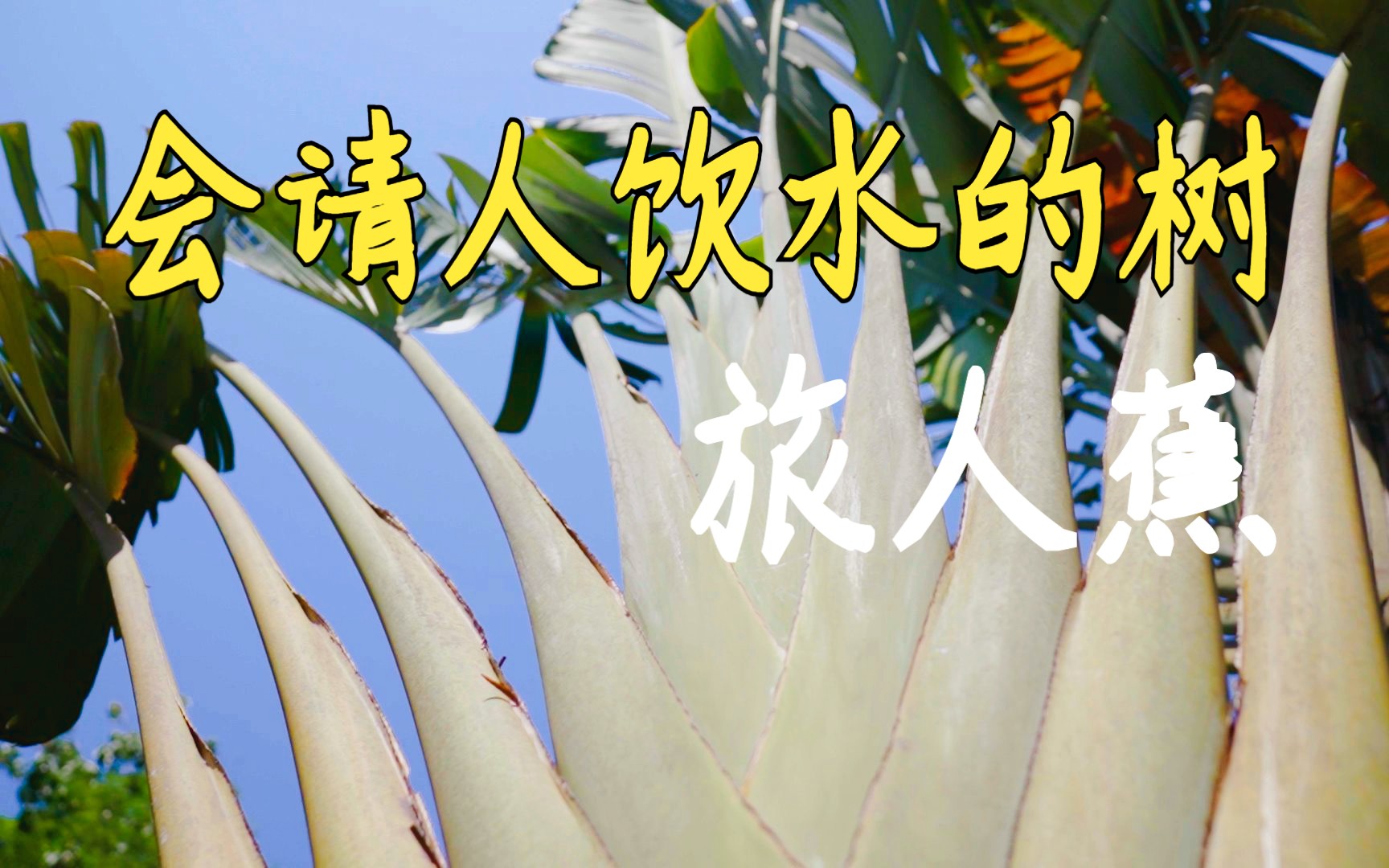 世界上最大的草本植物—旅人蕉