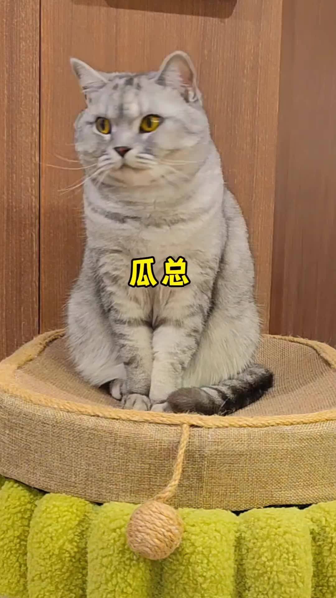 小猫咪的年终总结写的还挺不错